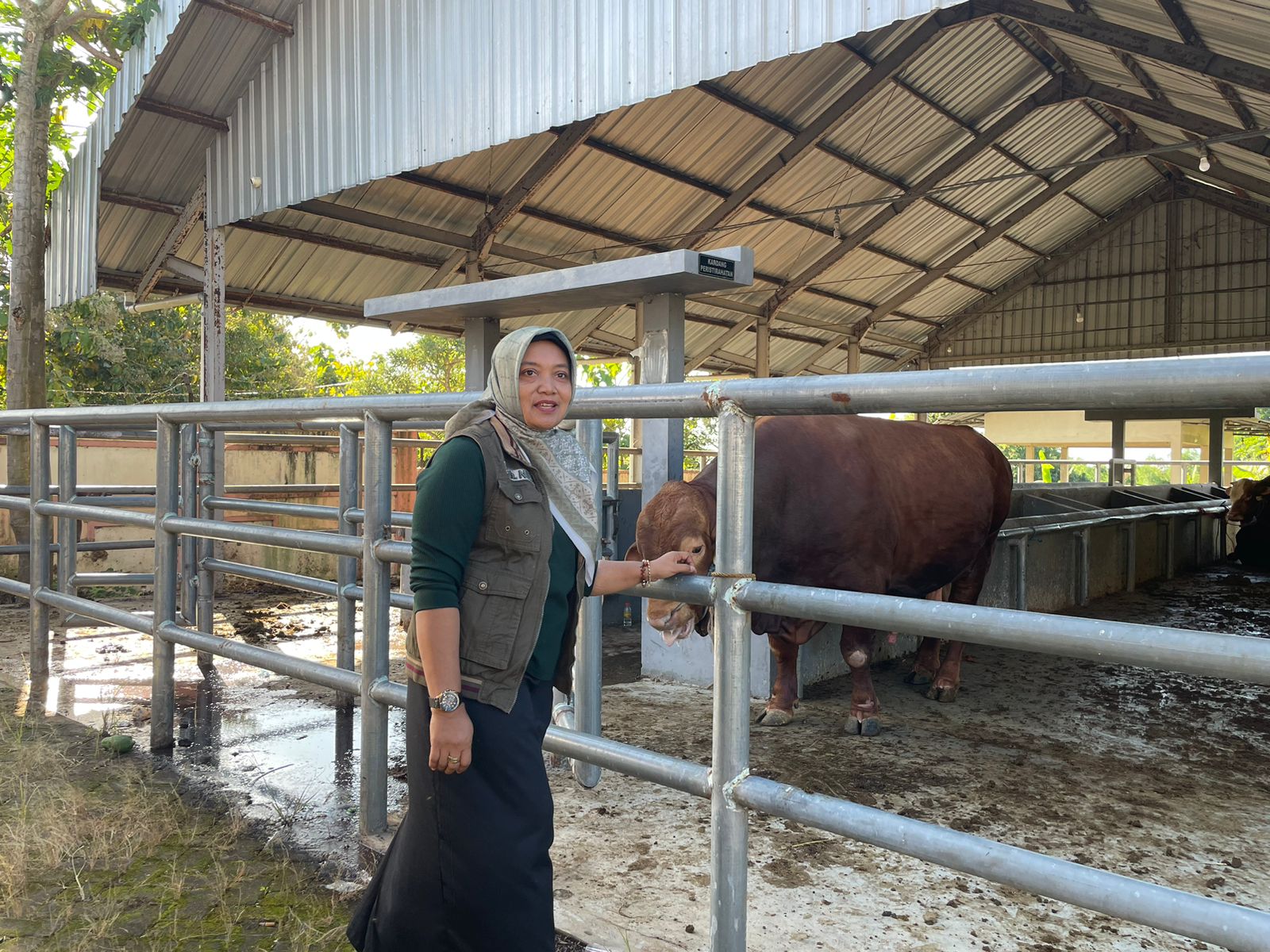 RPH Magetan Potong Sapi Kurban Presiden Prabowo. - Jatimnesia.com